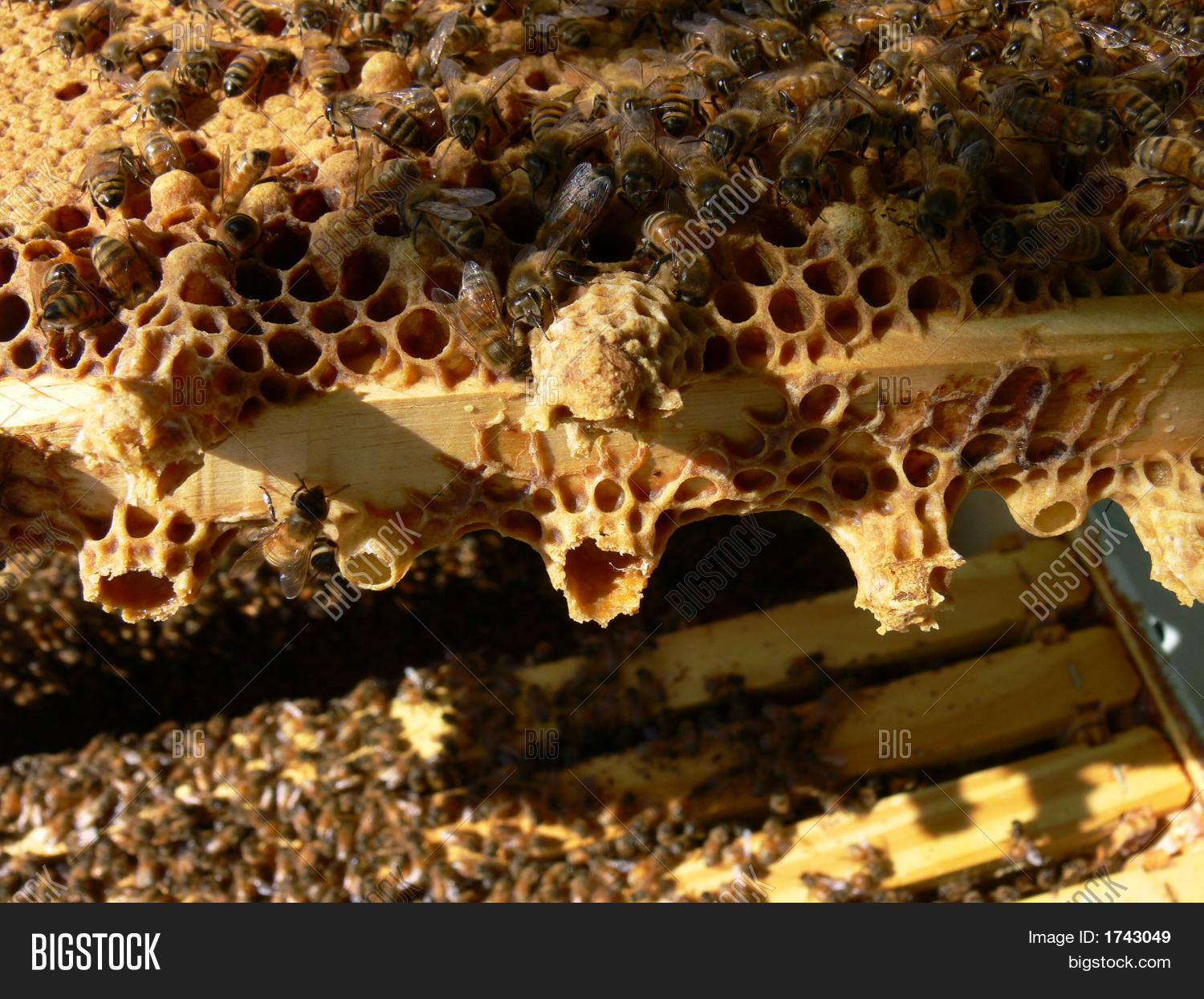 Swarm Cells Image & Photo (Free Trial) | Bigstock