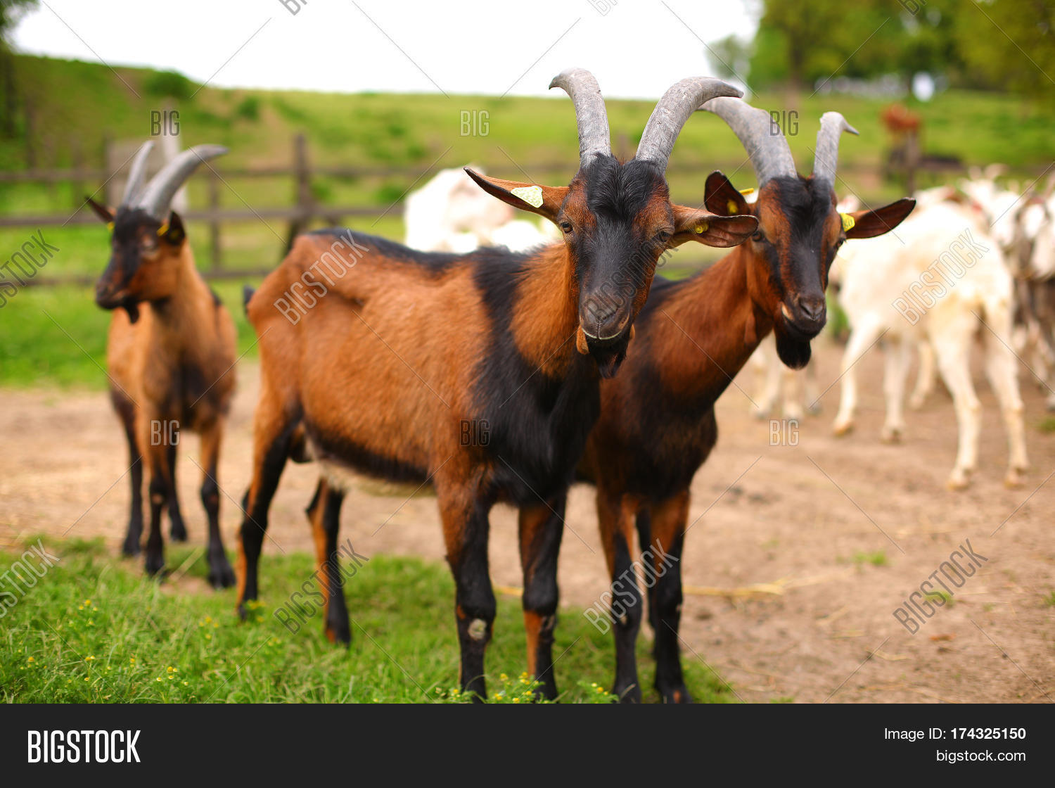 Many Goats On Farm Image & Photo (Free Trial) | Bigstock