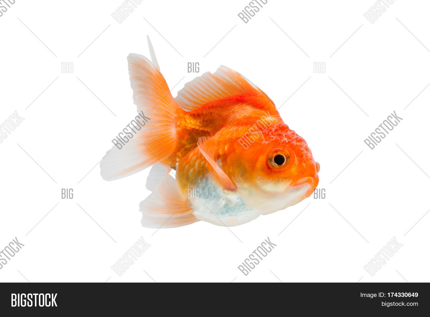 Goldfish Isolated On Image & Photo (Free Trial) | Bigstock
