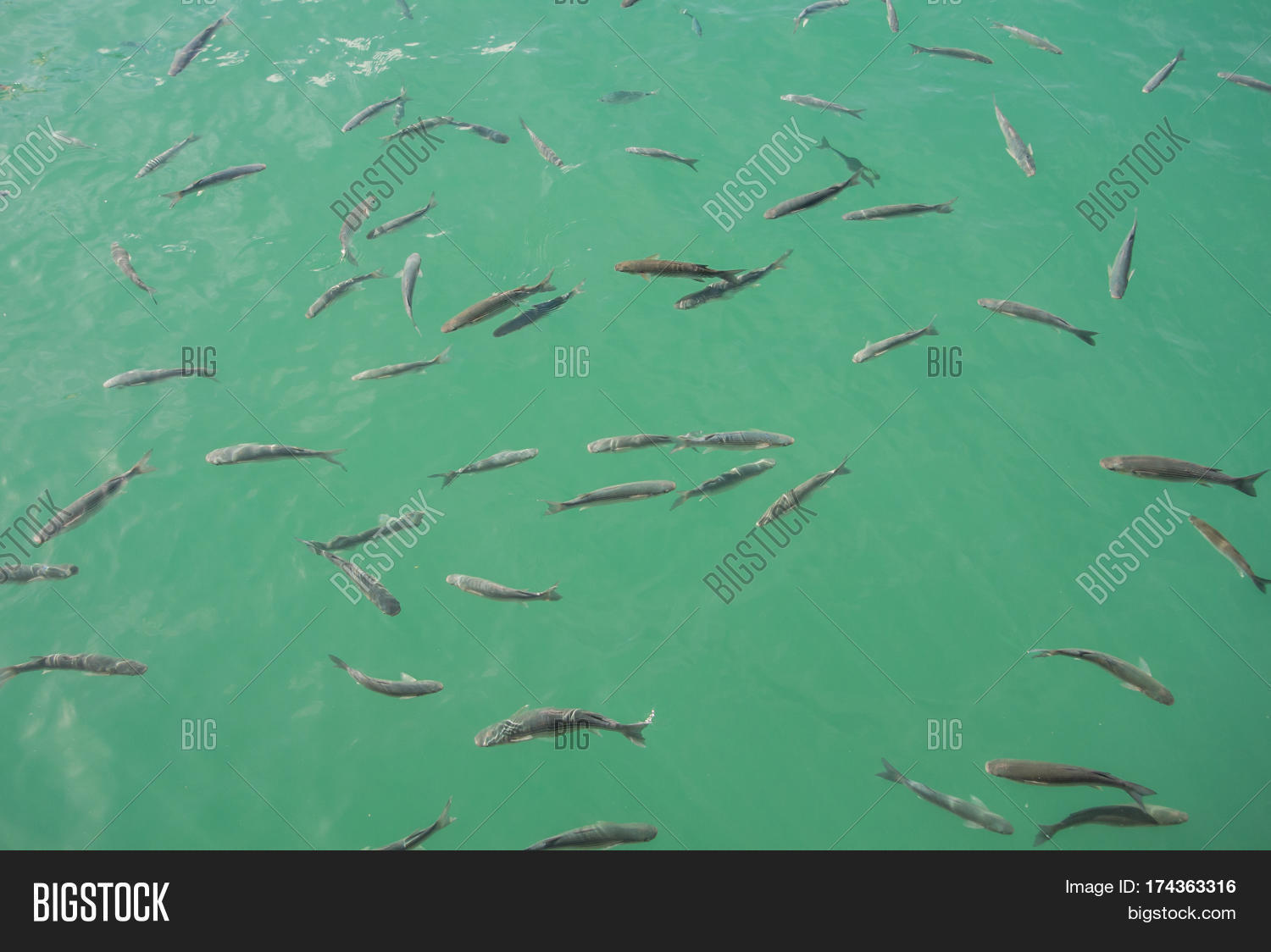 Background Shoal Image & Photo (Free Trial) | Bigstock