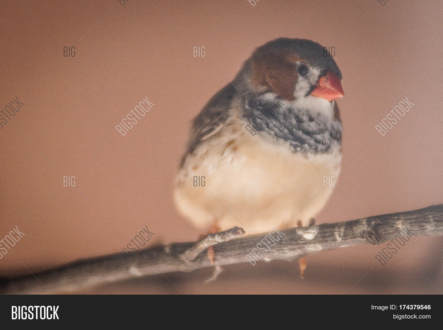 Imagen y foto Bird - Uccellino (prueba gratis) | Bigstock