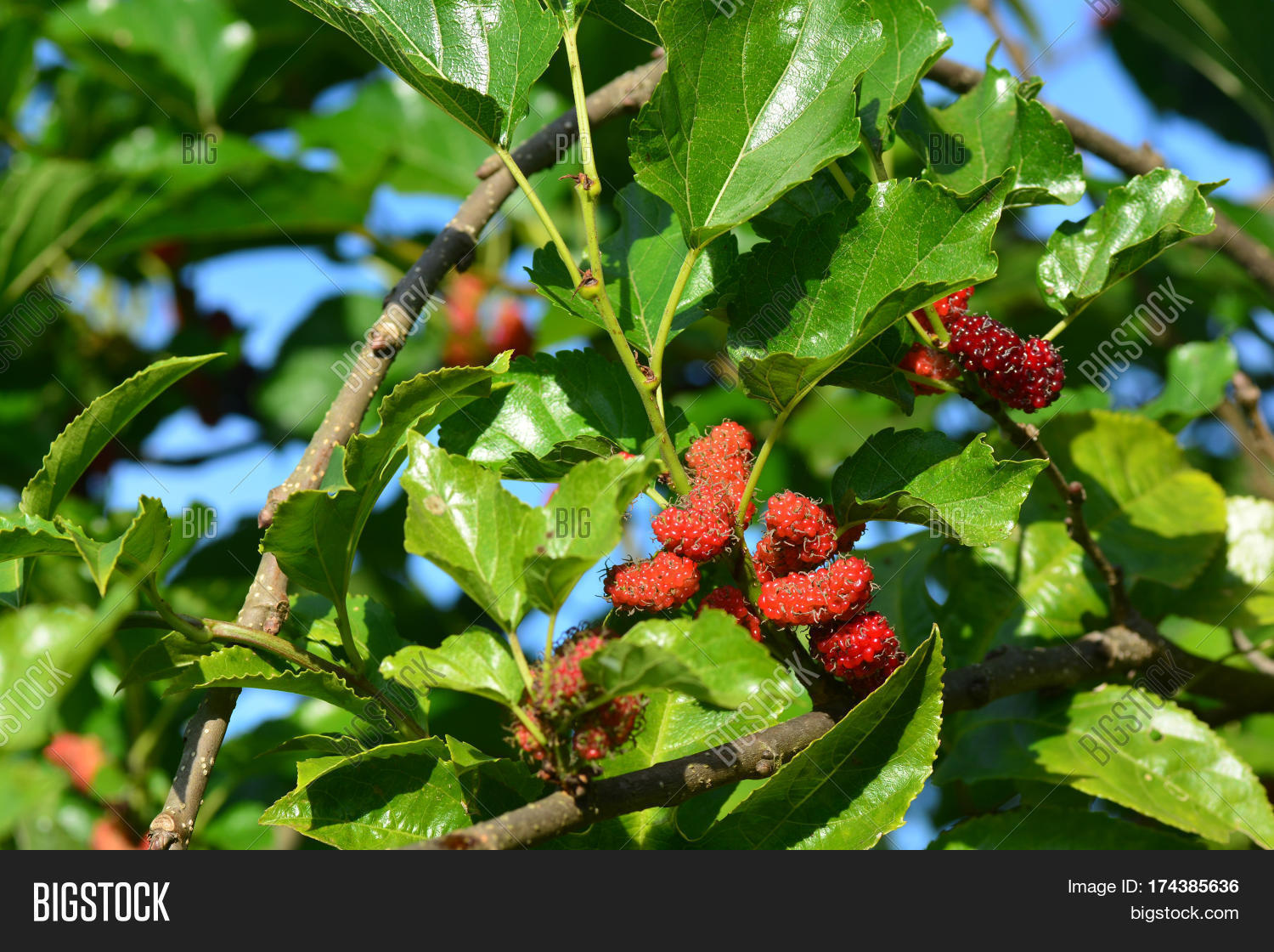 Mulberry Tree Garden, Image & Photo (Free Trial) | Bigstock