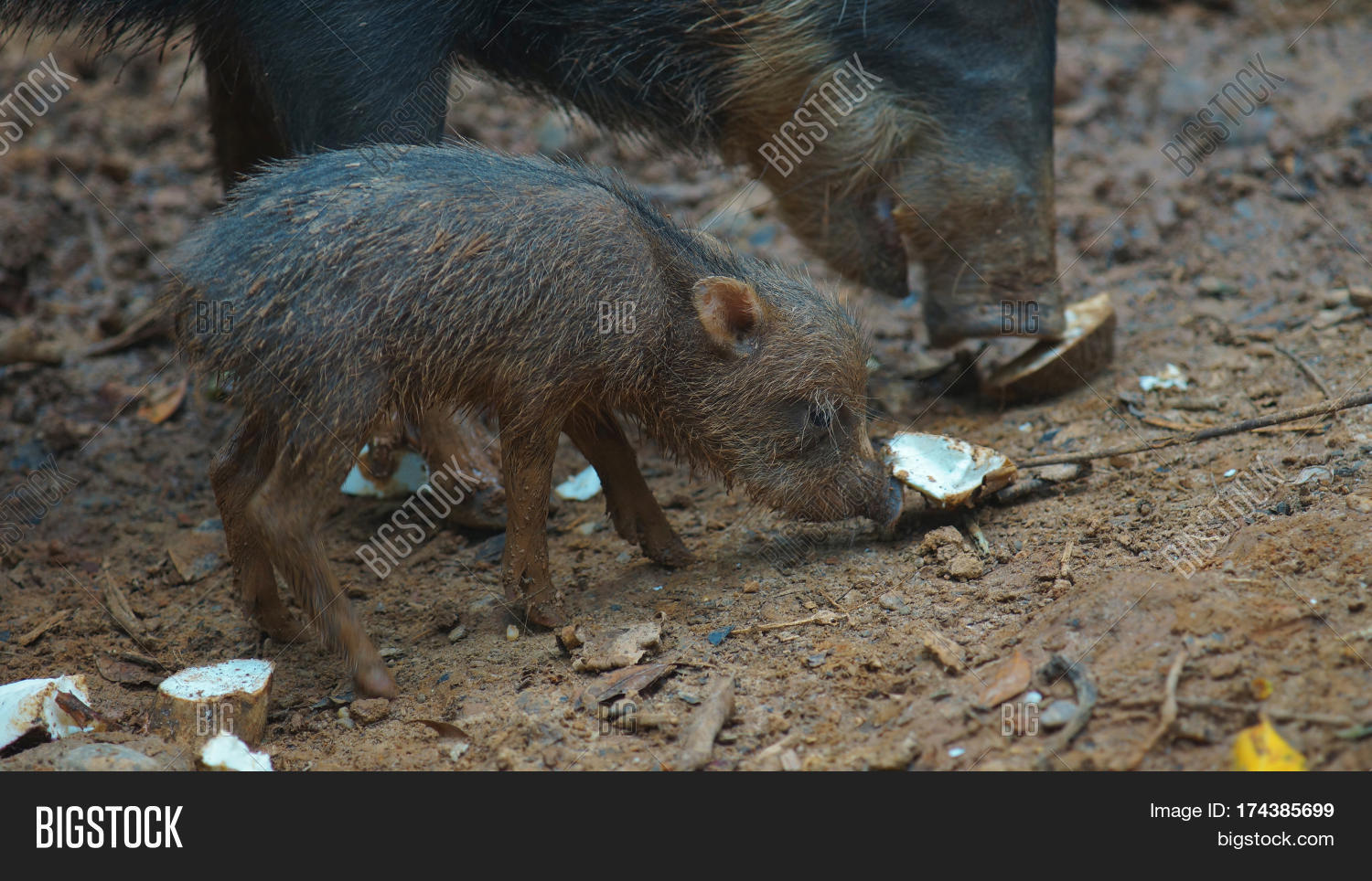 Peccary Pig Eating Her Image & Photo (Free Trial) | Bigstock