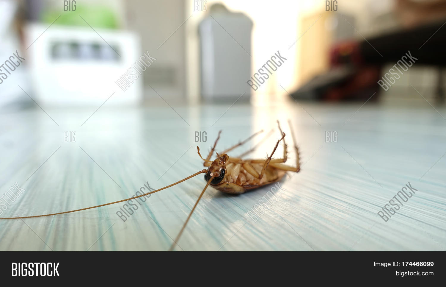 Dead Cockroach On Image & Photo (Free Trial) | Bigstock