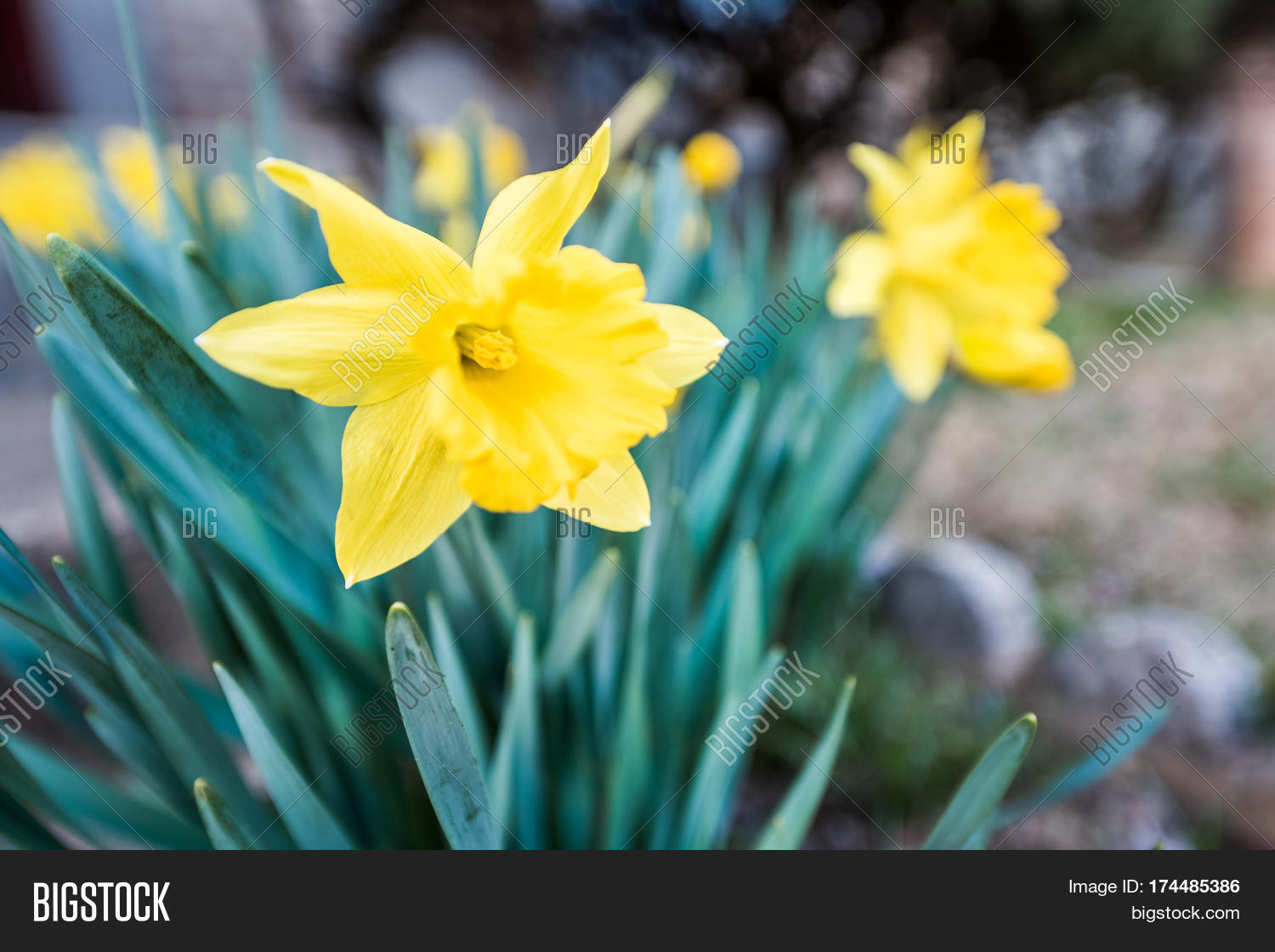 Many Open Yellow Image & Photo (Free Trial) | Bigstock