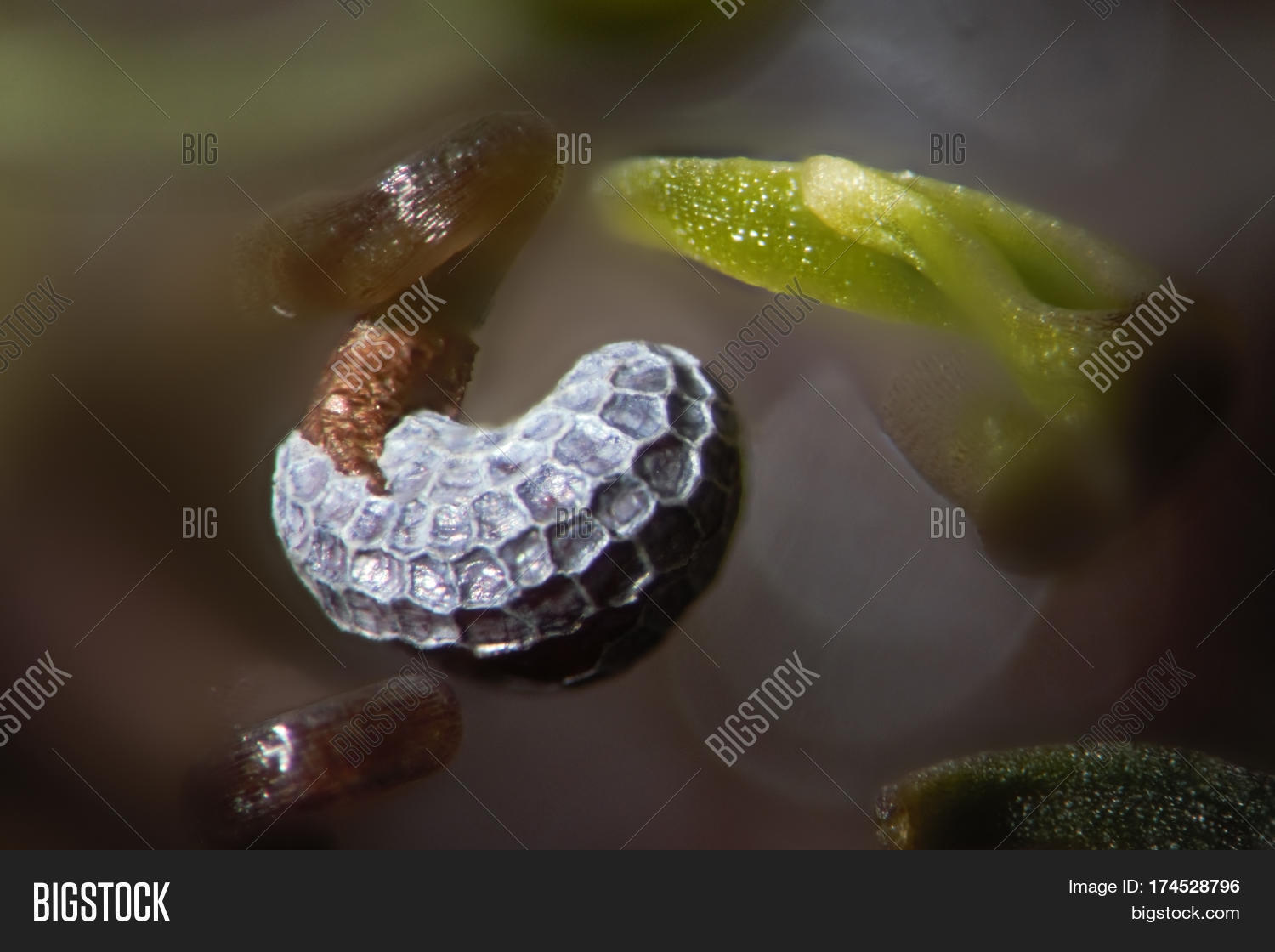 Microscopic Green Image & Photo (Free Trial) | Bigstock