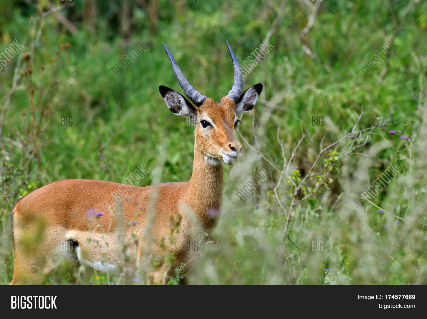 Impala On Savanna Image & Photo (Free Trial) | Bigstock