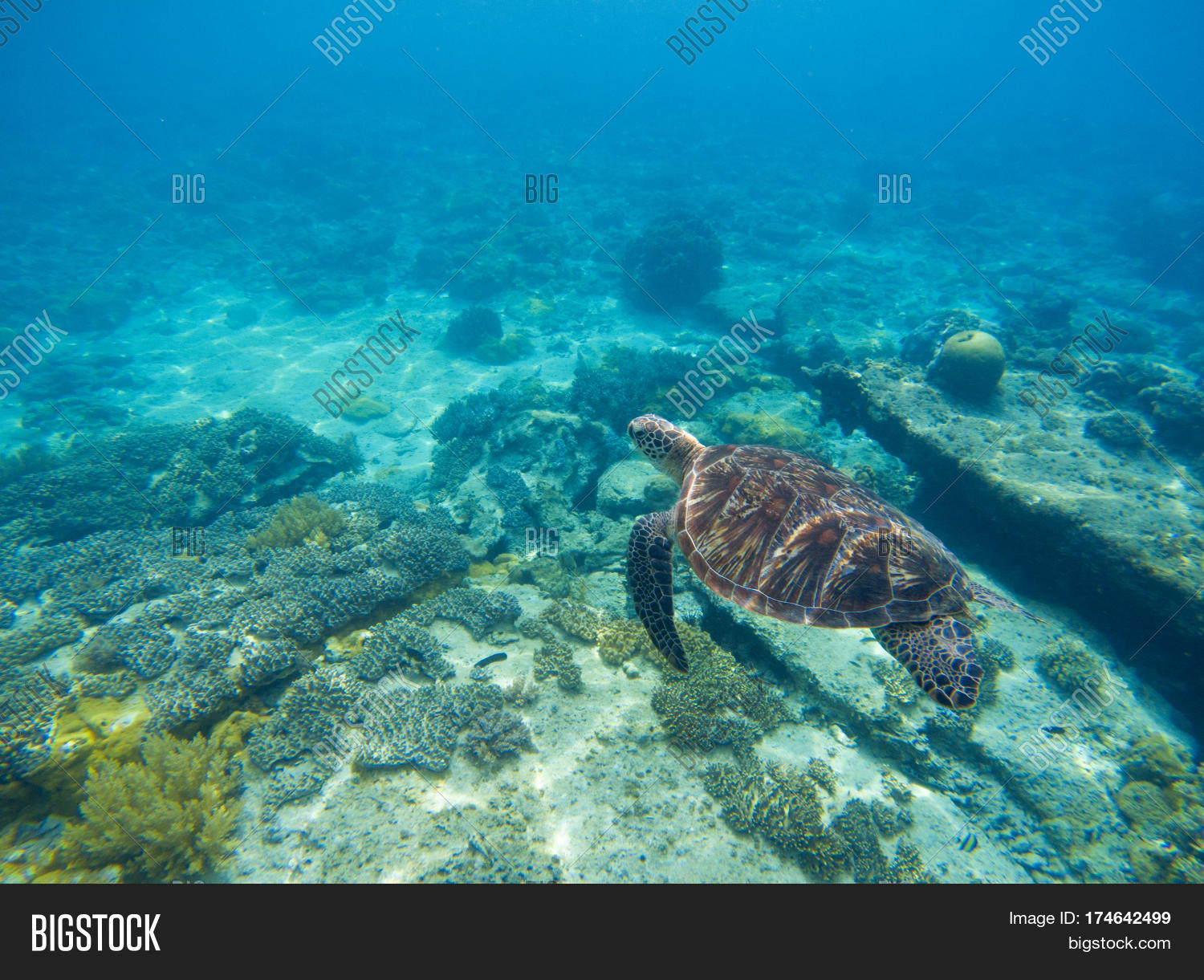 Sea Turtle Water. Image & Photo (Free Trial) | Bigstock