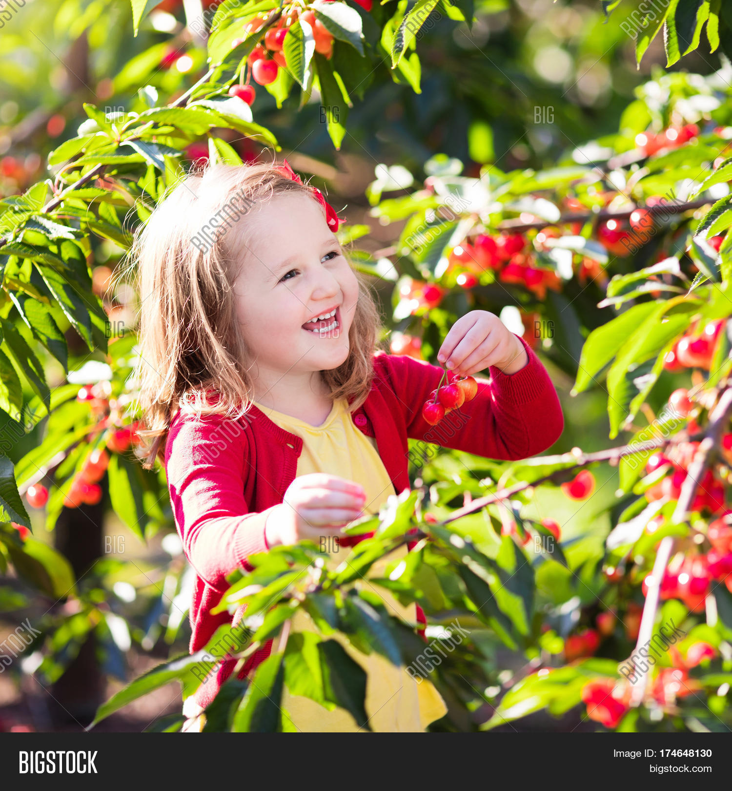 Little Girl Picking Image & Photo (Free Trial) | Bigstock