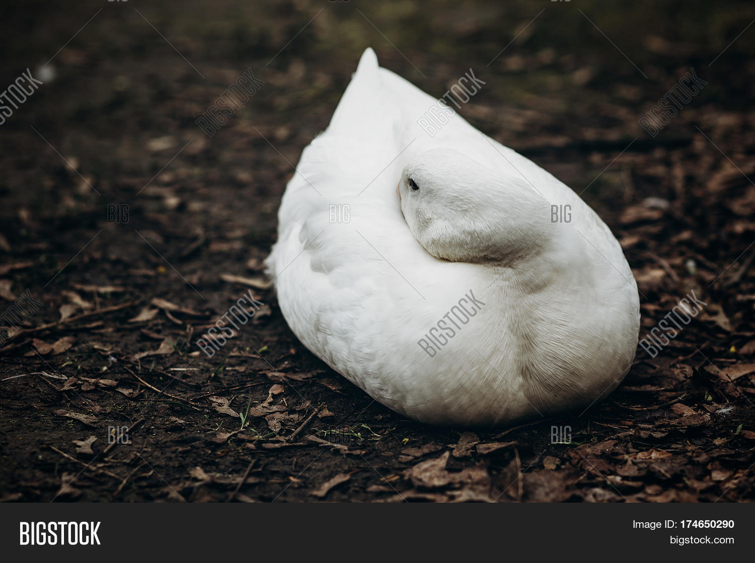 Close- Cute White Duck Image & Photo (Free Trial) | Bigstock