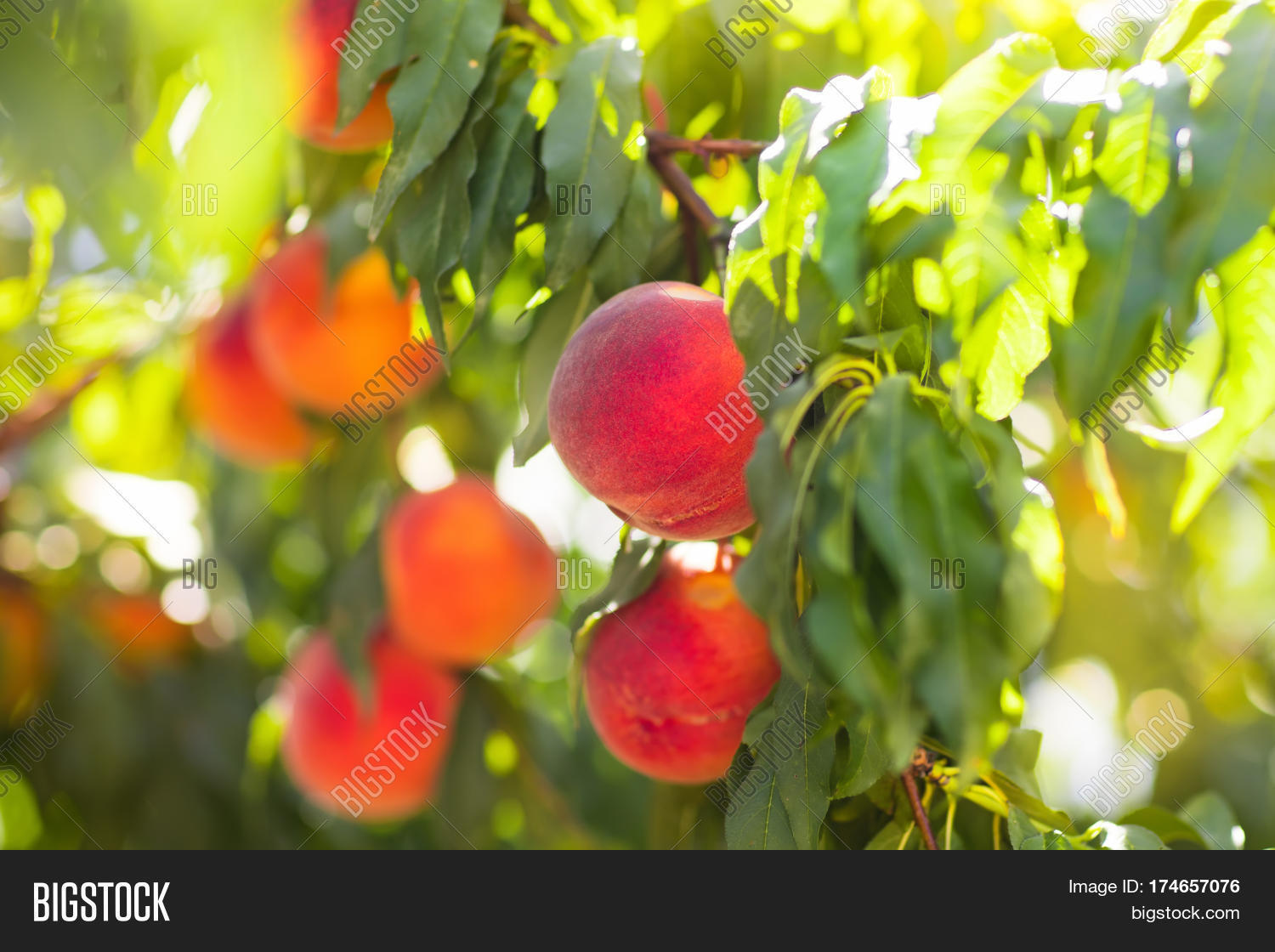 Fresh Ripe Peach On Image & Photo (Free Trial) | Bigstock