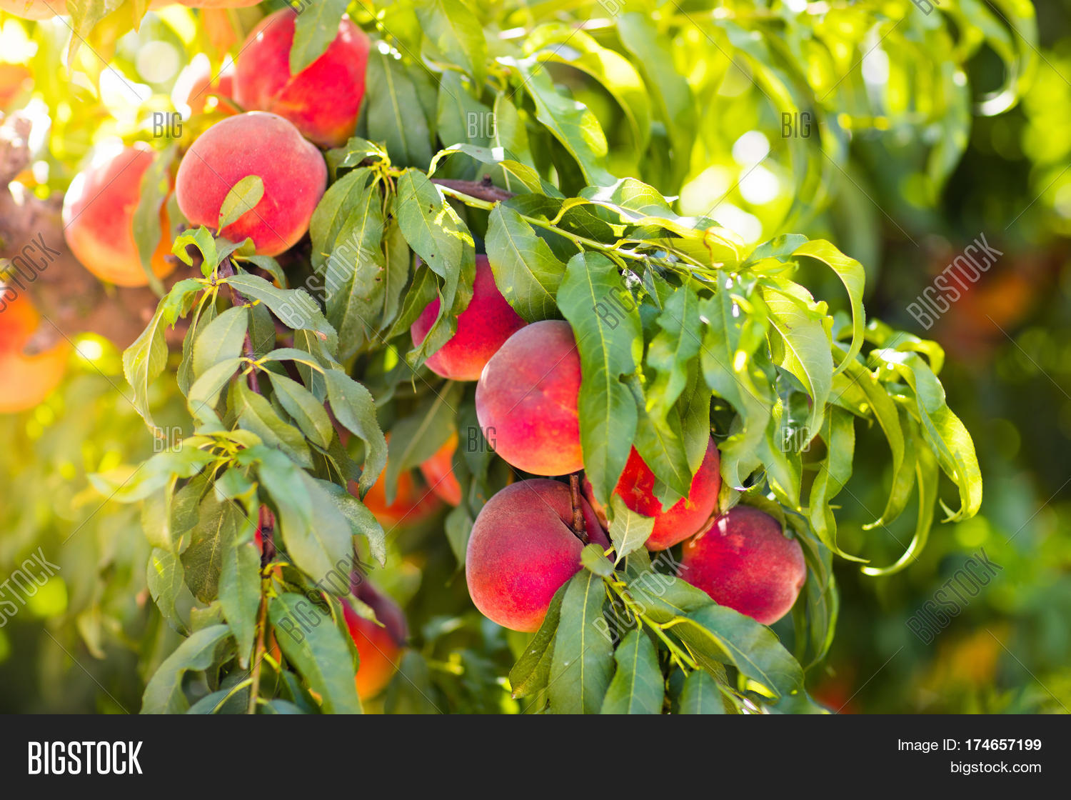 Fresh Ripe Peach On Image & Photo (Free Trial) | Bigstock