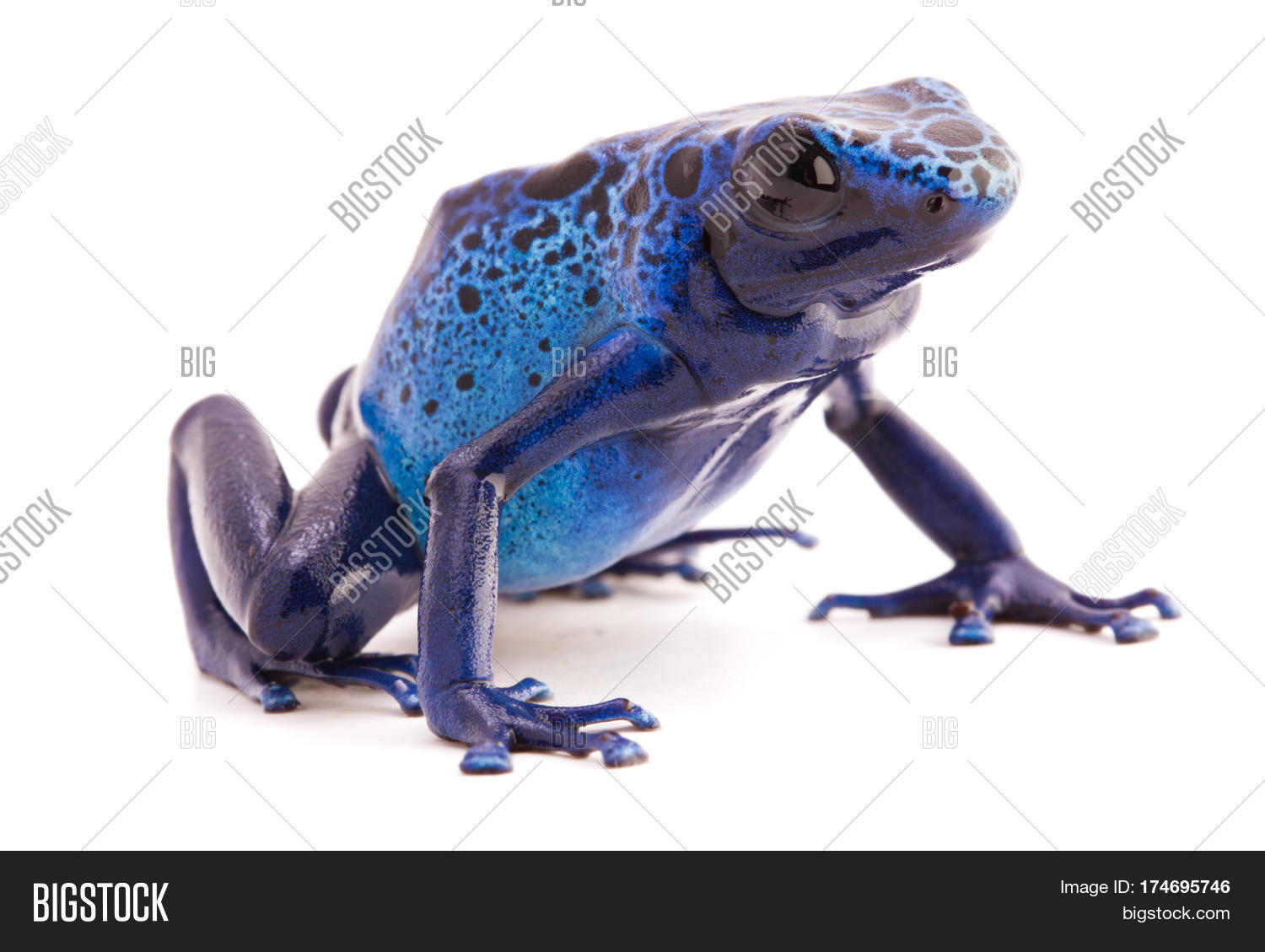 Dendrobates Azureus, Image & Photo (Free Trial) | Bigstock