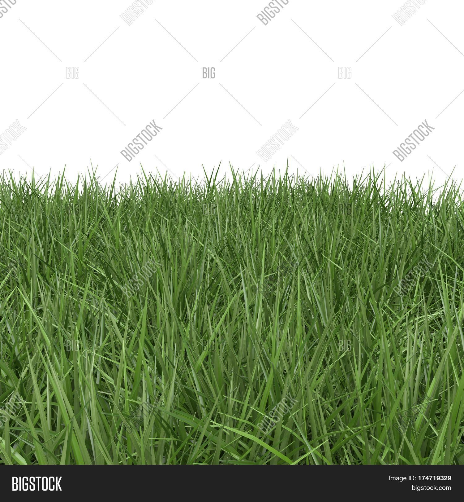 Ryegrass Grass Field Image & Photo (Free Trial) | Bigstock