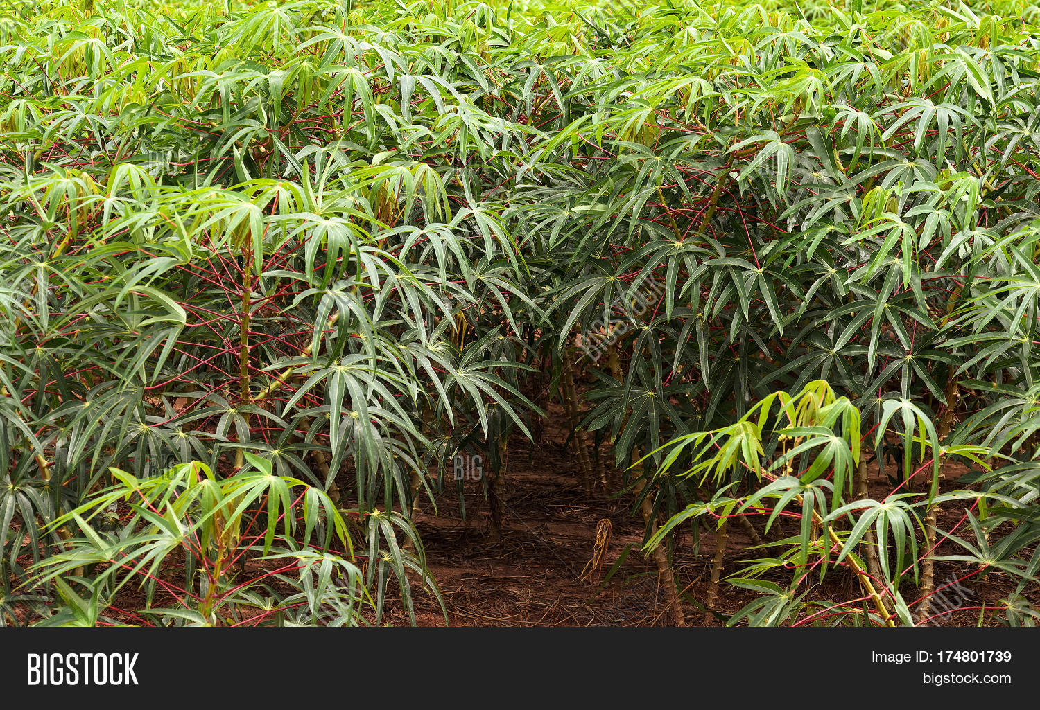 Mandioca Plantation On Image & Photo (Free Trial) | Bigstock