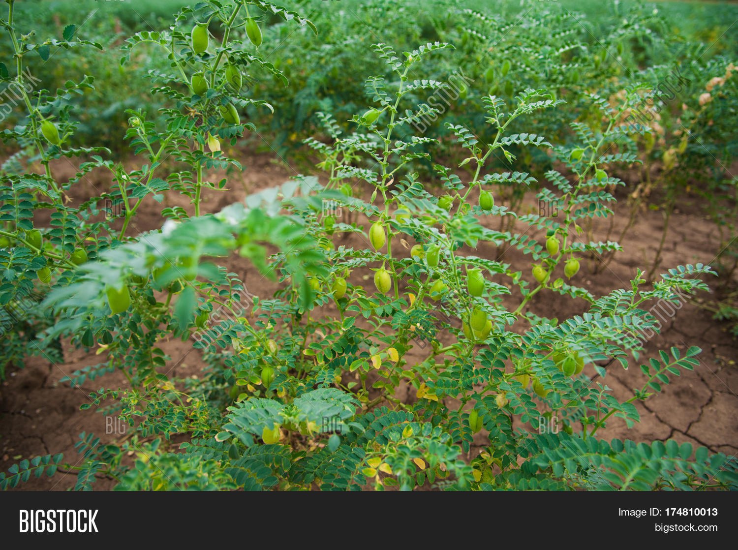 Chickpea Crop Field Image & Photo (Free Trial) | Bigstock