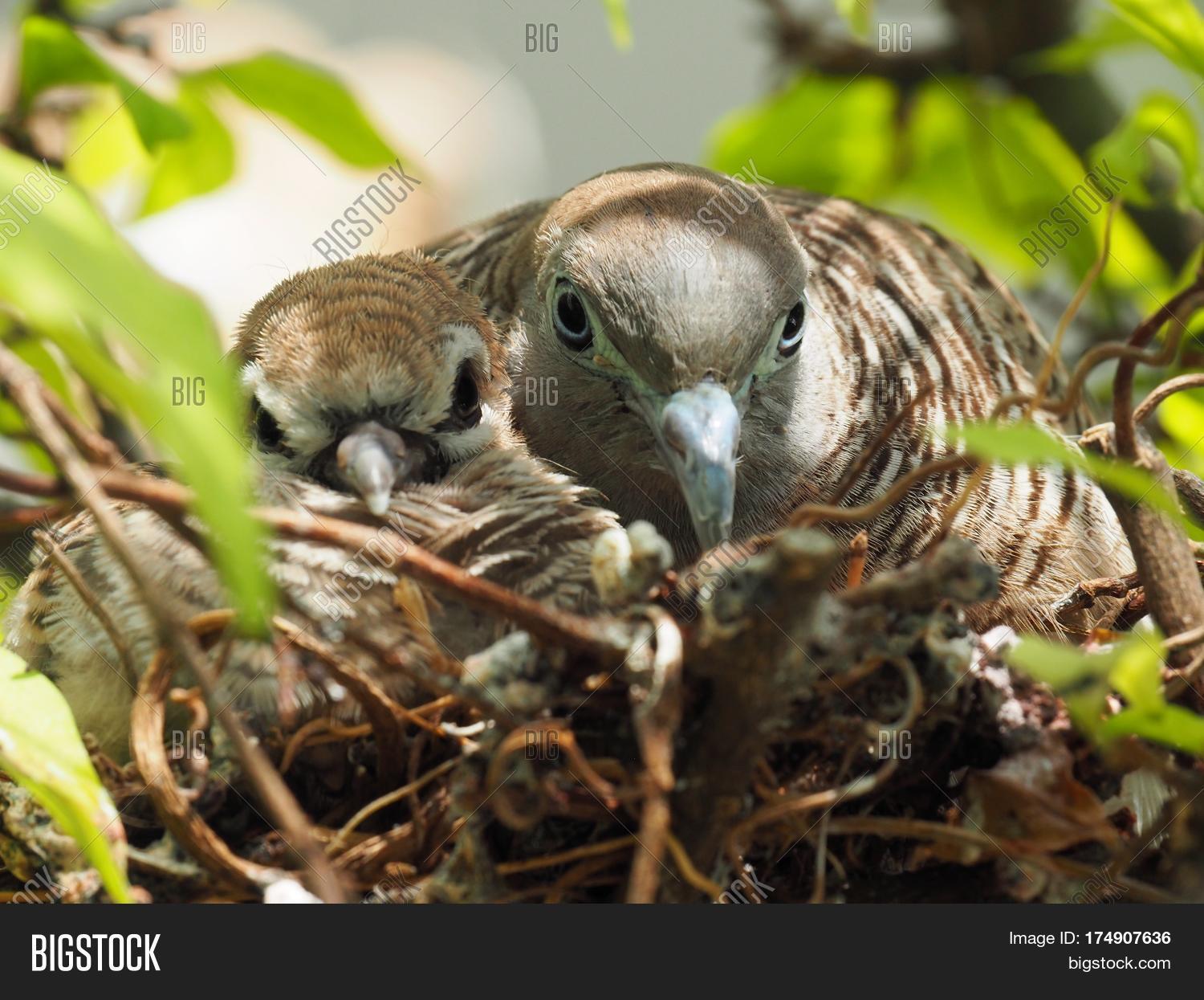 Two Birds Bird's Nest Image & Photo (Free Trial) | Bigstock