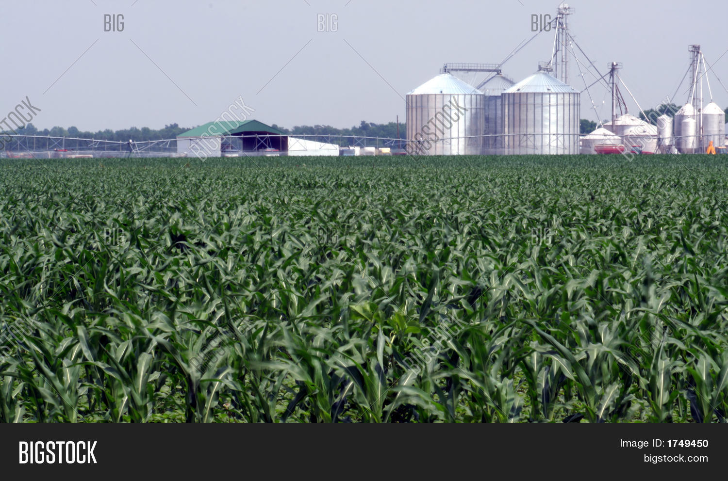 Crop Farm Image & Photo (Free Trial) | Bigstock