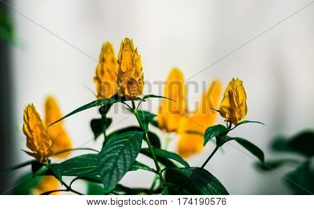 Amazing Spring Flowers Image & Photo (Free Trial) | Bigstock