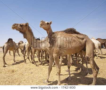 Camel Kneeling Images, Illustrations & Vectors (Free) - Bigstock