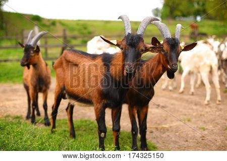 Many Goats On Farm Image & Photo (Free Trial) | Bigstock