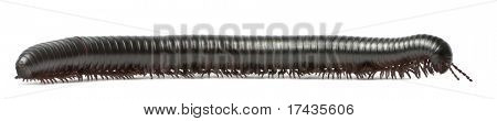 Millipede, Myriapoda, Image & Photo (Free Trial) | Bigstock