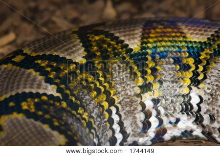 Snake Colors Image & Photo (Free Trial) | Bigstock