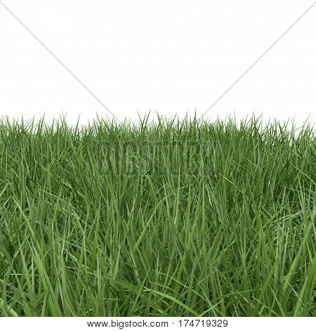 Ryegrass Grass Field Image & Photo (Free Trial) | Bigstock