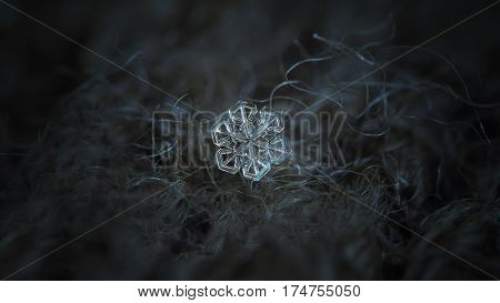 Macro Photo Real Image & Photo (Free Trial) | Bigstock