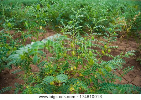 Chickpea Crop Field Image & Photo (Free Trial) | Bigstock