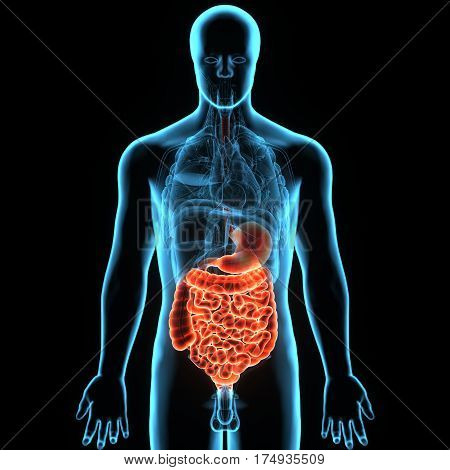 3D Human Male X-ray Image & Photo (Free Trial) | Bigstock