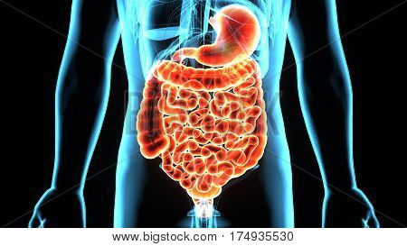 3D Human Male X-ray Image & Photo (Free Trial) | Bigstock