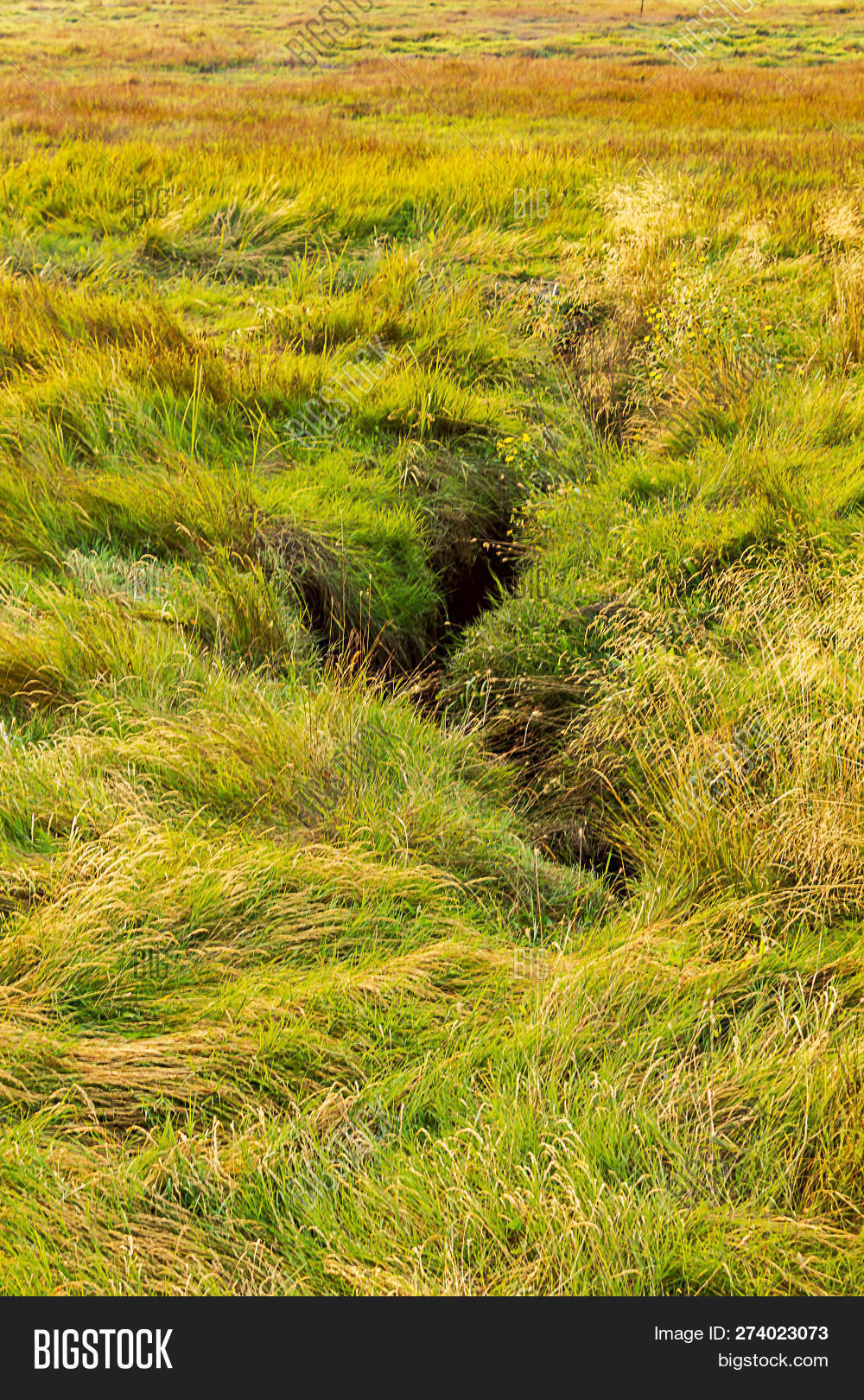 Tall Grass Field Image & Photo (Free Trial) | Bigstock
