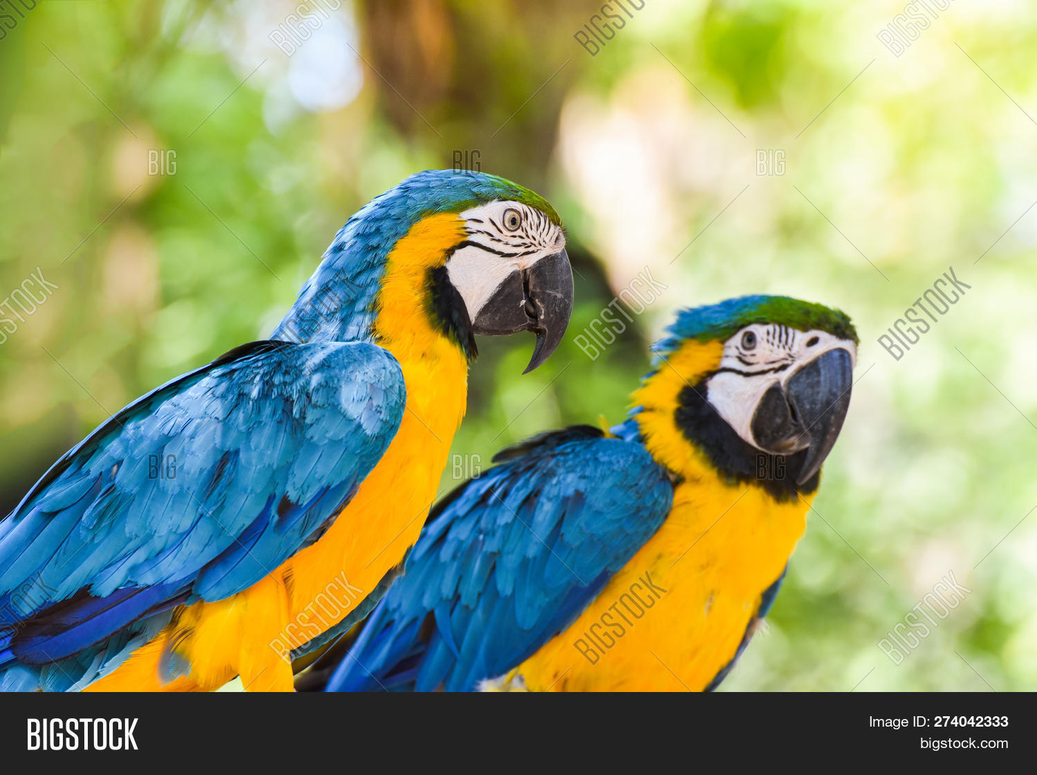 Couple Macaw Birds Image & Photo (Free Trial) | Bigstock