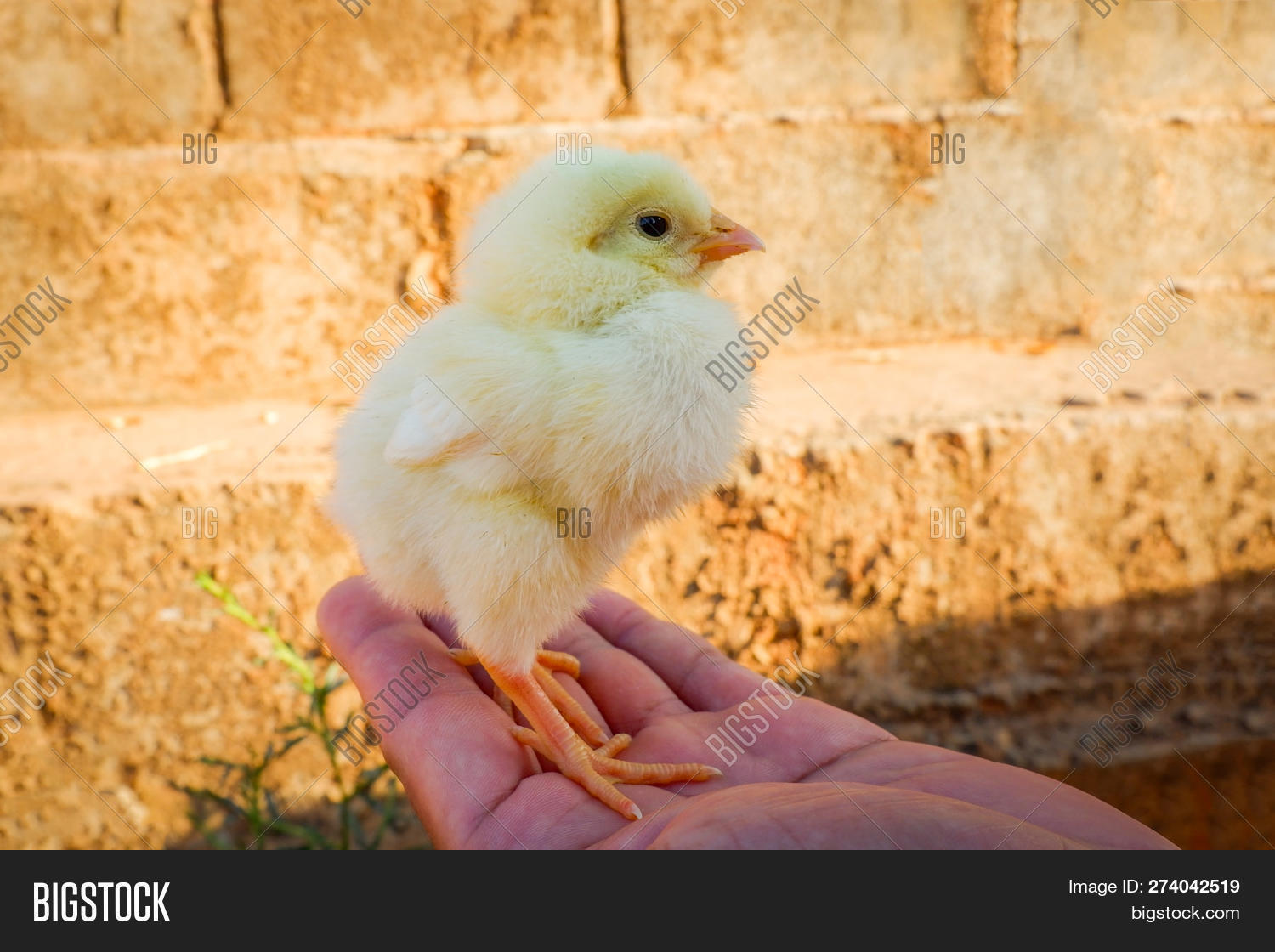 Chick Hand / Cute Image & Photo (Free Trial) | Bigstock