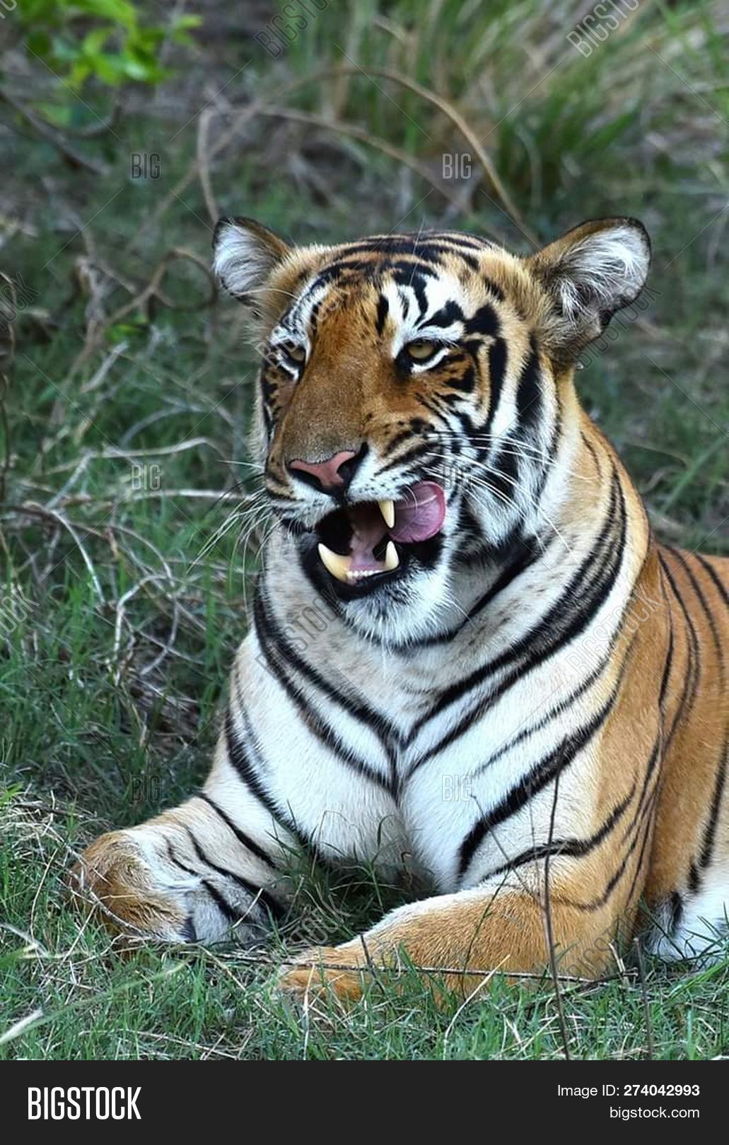 Great Tiger Male Image & Photo (Free Trial) | Bigstock