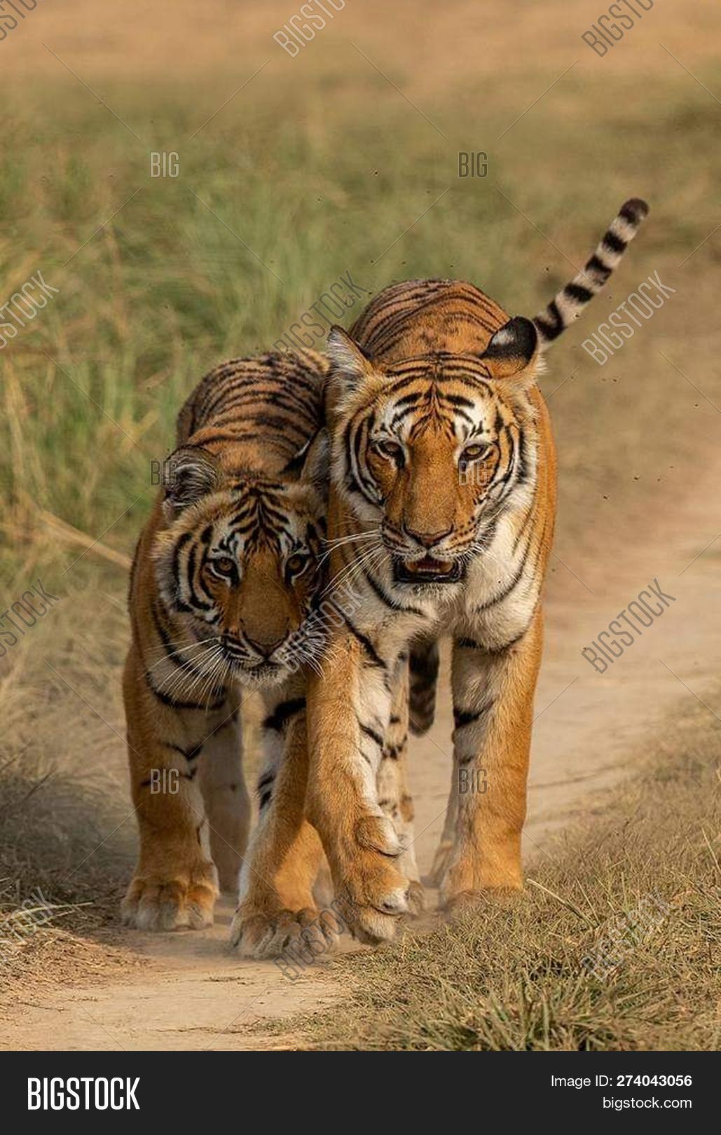 Great Tiger Male Image & Photo (Free Trial) | Bigstock
