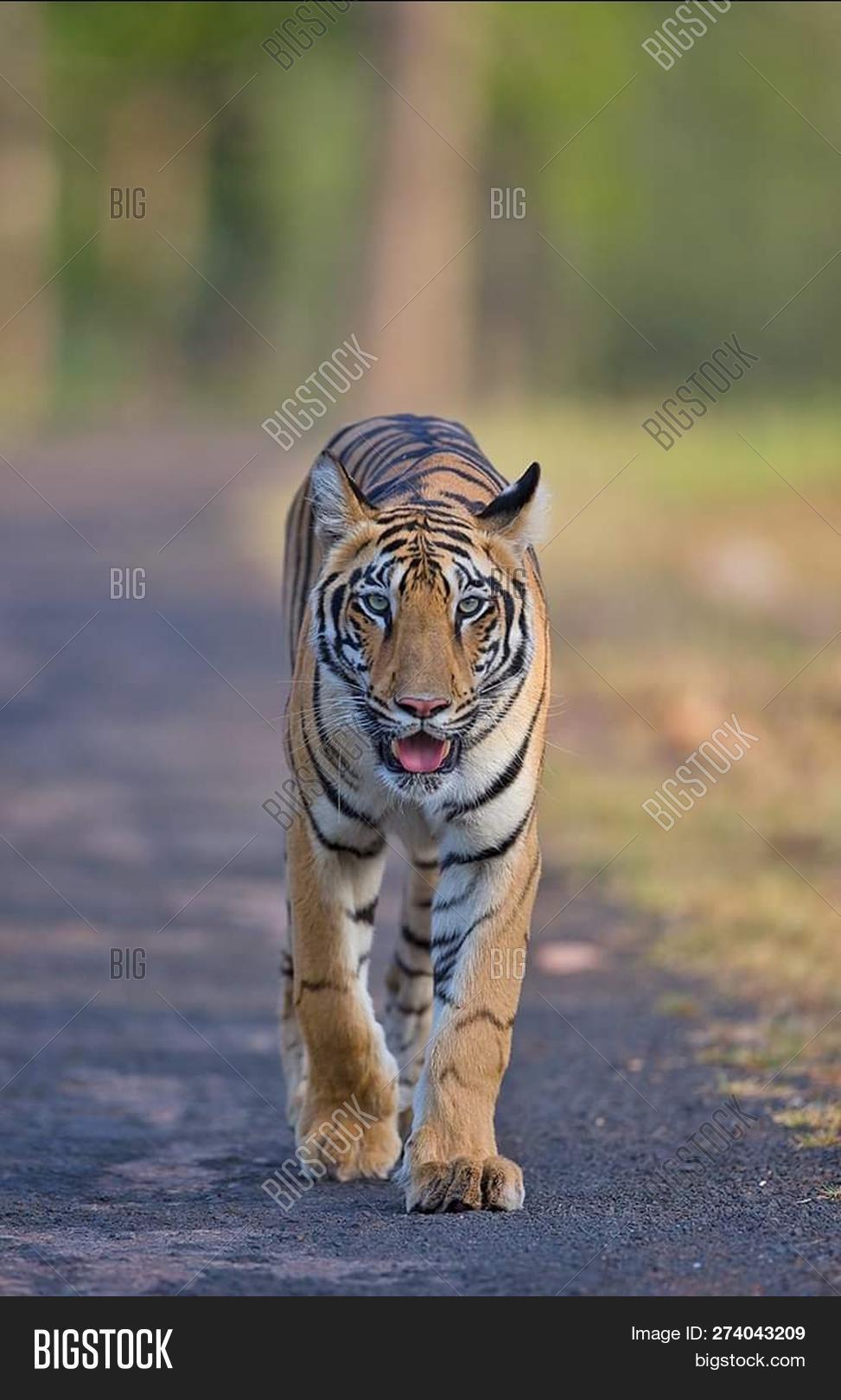 Great Tiger Male Image & Photo (Free Trial) | Bigstock