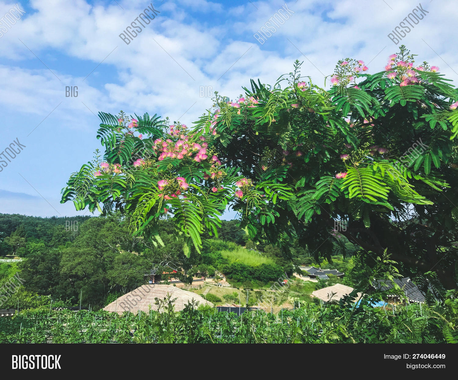 Flowering Tree Korean Image & Photo (Free Trial) | Bigstock
