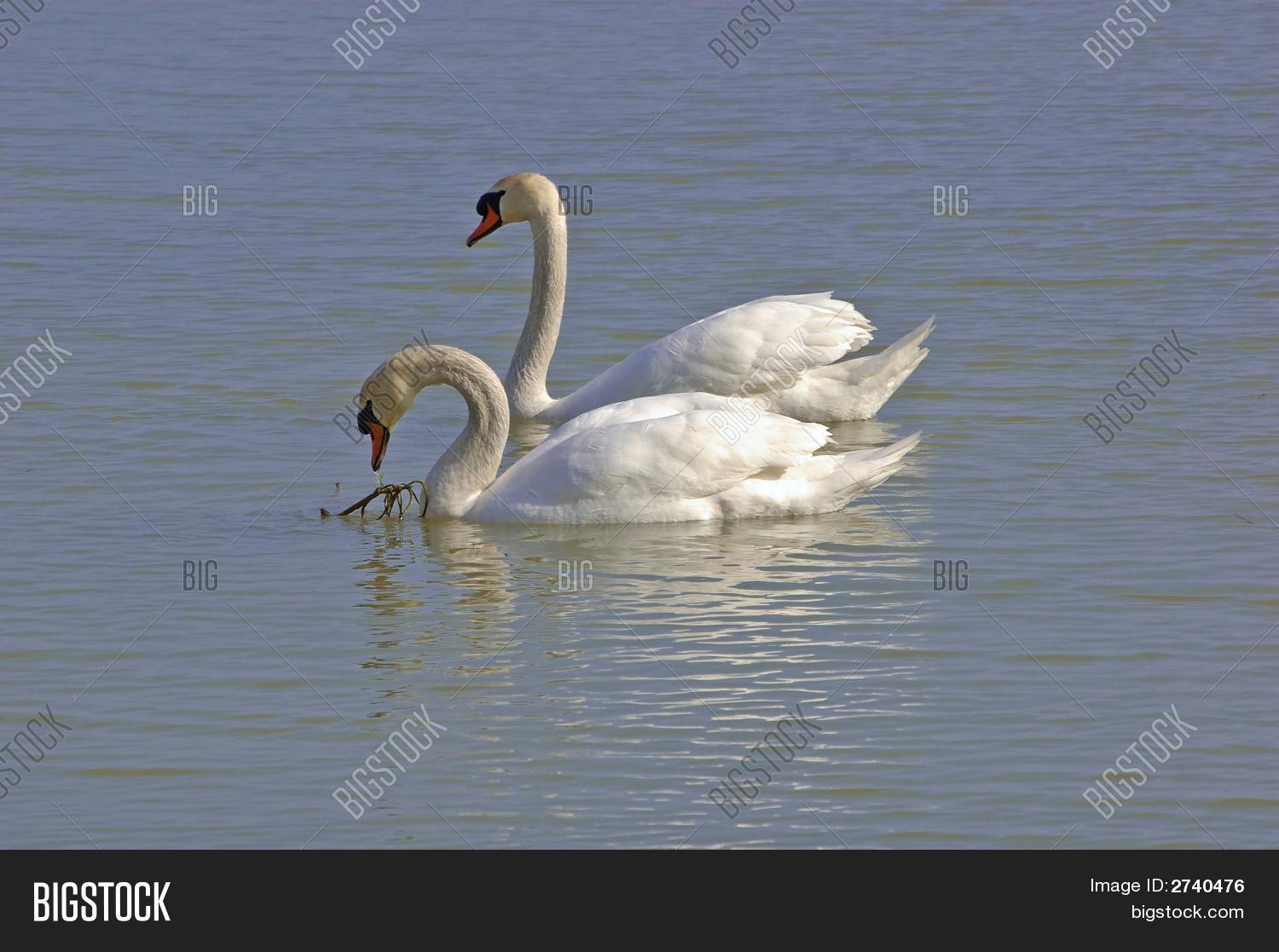 Two White Swans Lake Image & Photo (Free Trial) | Bigstock