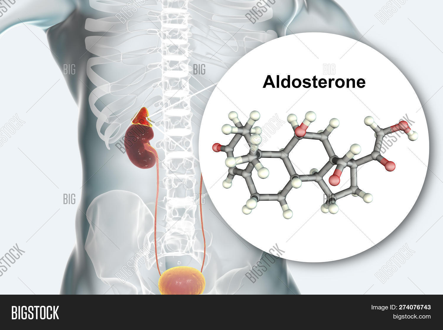 Aldosterone Hormone, Image & Photo (Free Trial) | Bigstock
