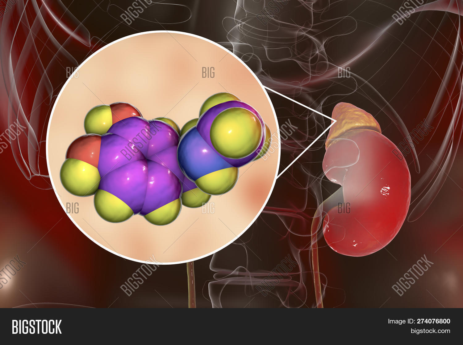 Epinephrine Hormone Image & Photo (Free Trial) | Bigstock