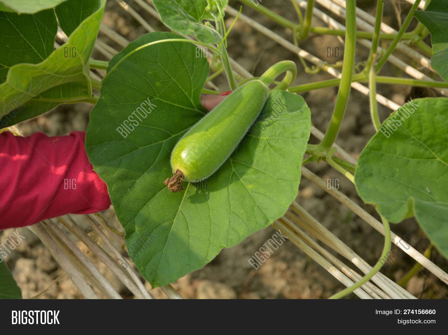 Hand Holding Calabash Image & Photo (Free Trial) | Bigstock