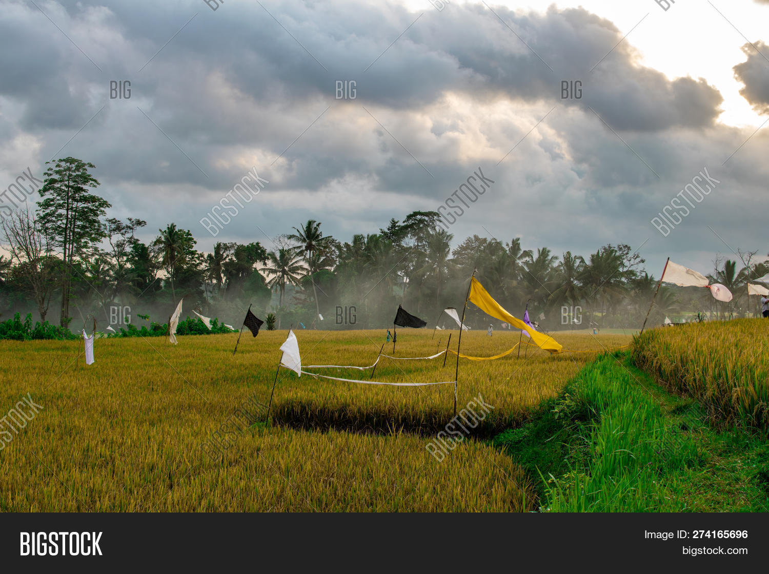 Yellow Rice Field Wih Image & Photo (Free Trial) | Bigstock