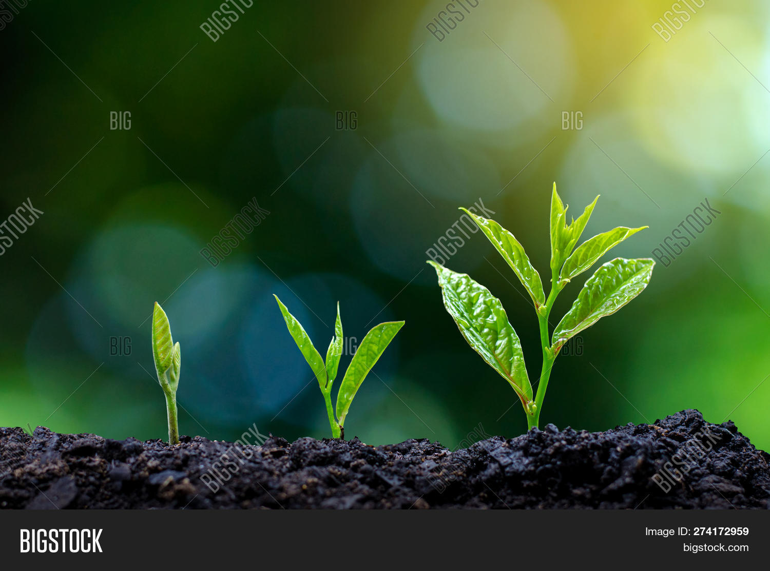 Development Seedling Image & Photo (Free Trial) | Bigstock