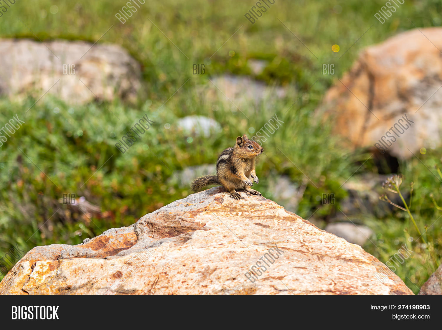 Small Chipmunk Big Image & Photo (Free Trial) | Bigstock