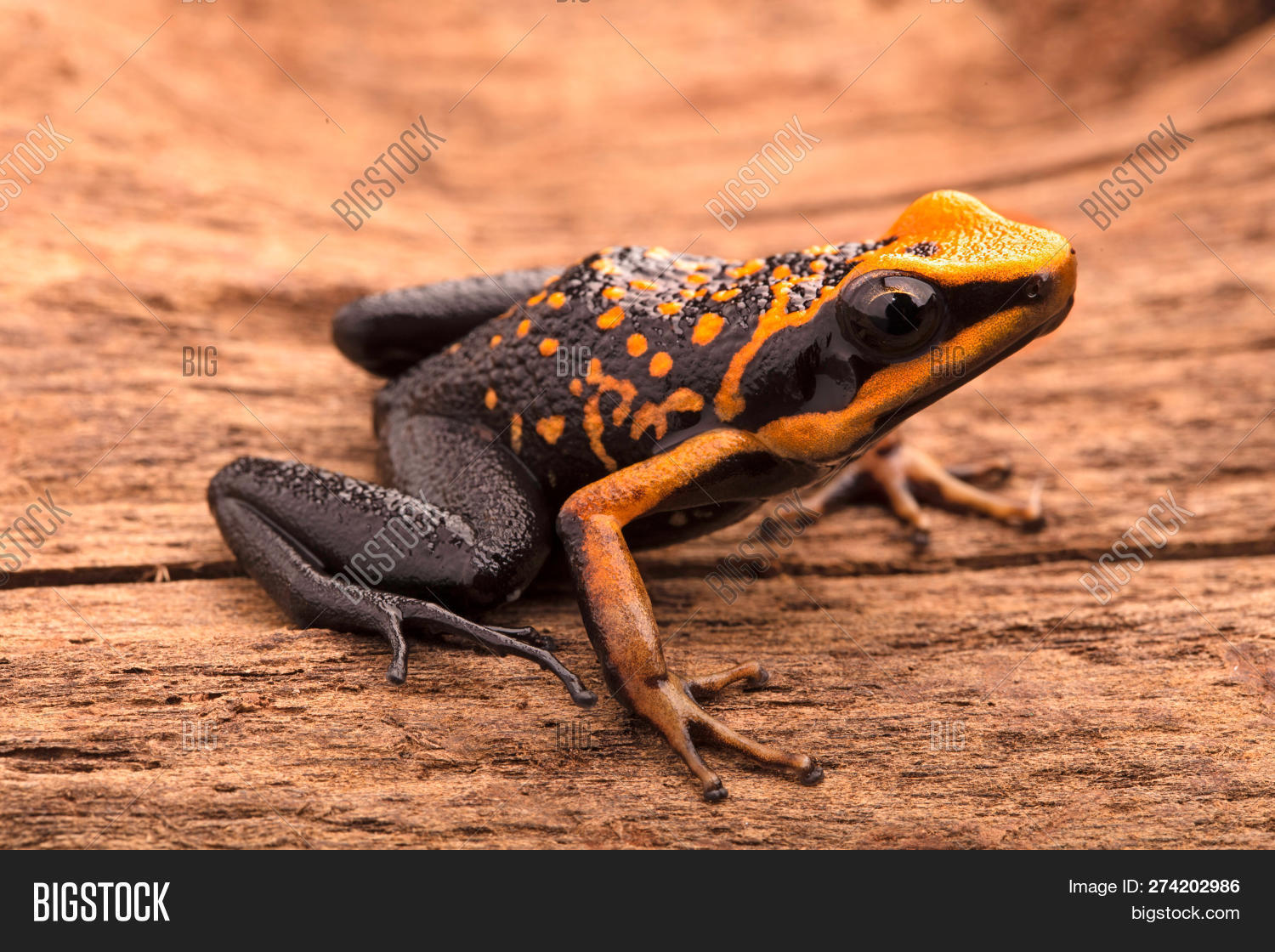 Poison Dart Frog, Image & Photo (Free Trial) | Bigstock