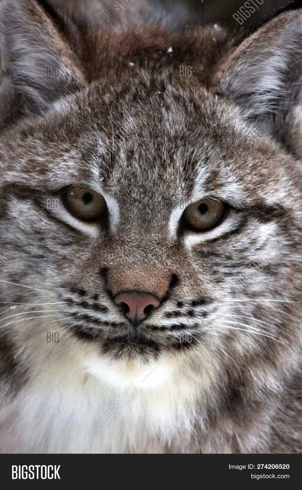 Eurasian Lynx (lynx Image & Photo (Free Trial) | Bigstock