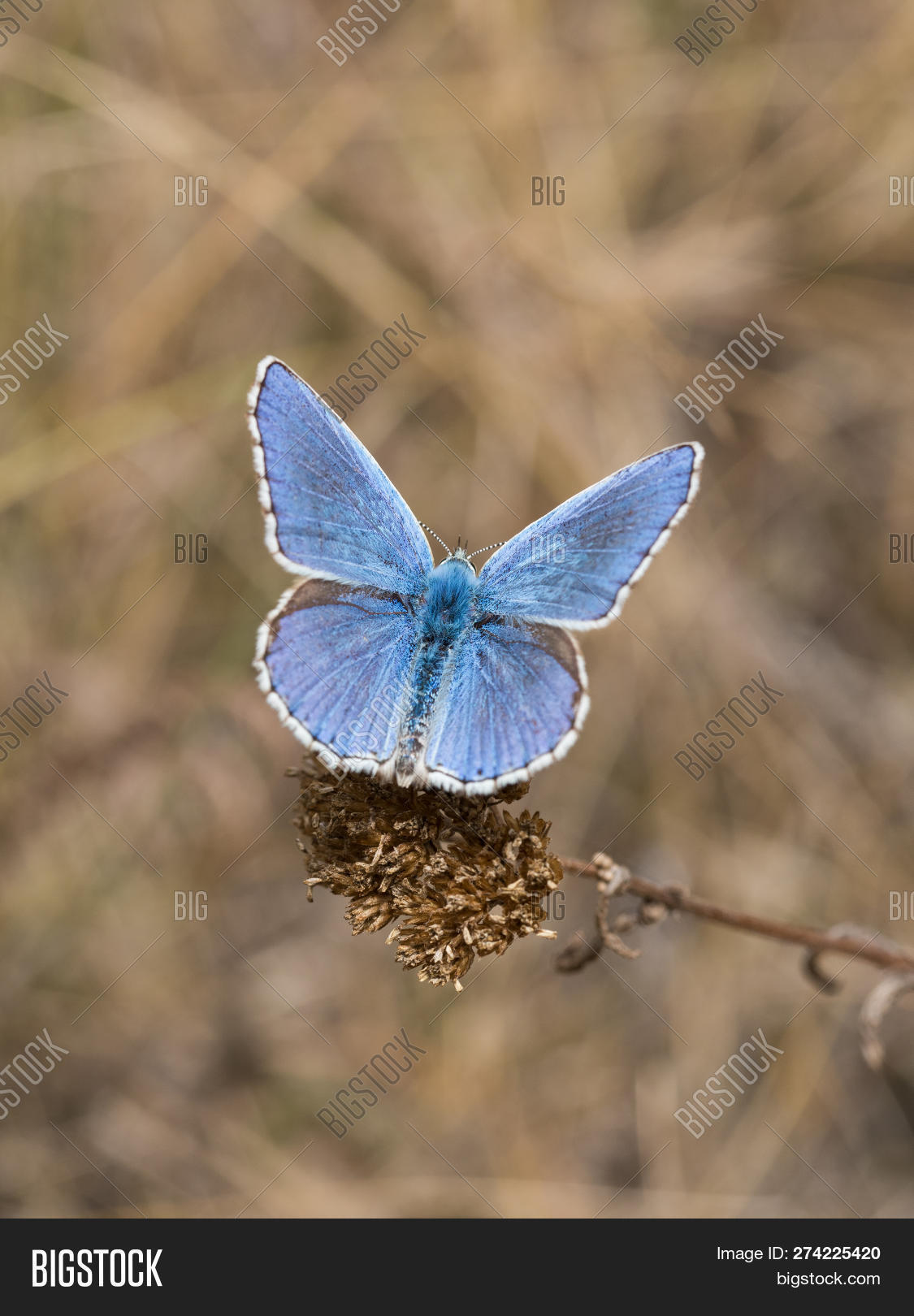 Adonis Blue ( Image & Photo (Free Trial) | Bigstock