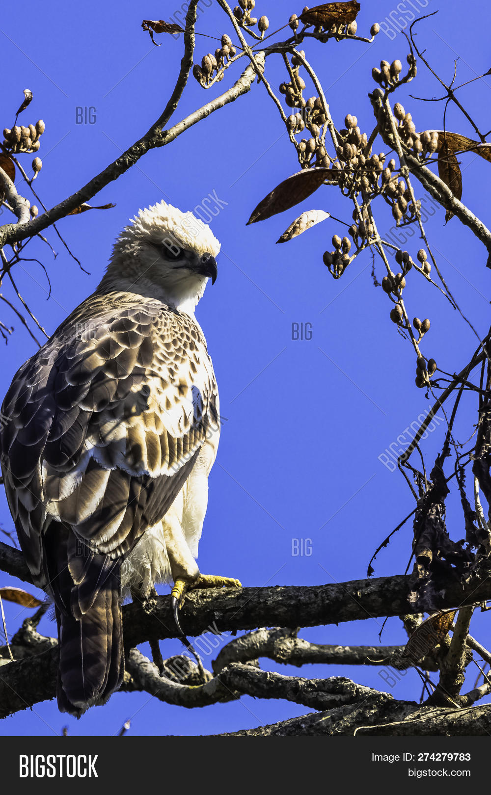 Young Changeable Hawk- Image & Photo (Free Trial) | Bigstock